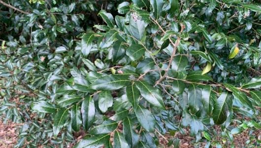 Cheese Trees by Brian Patterson | Central Coast Council